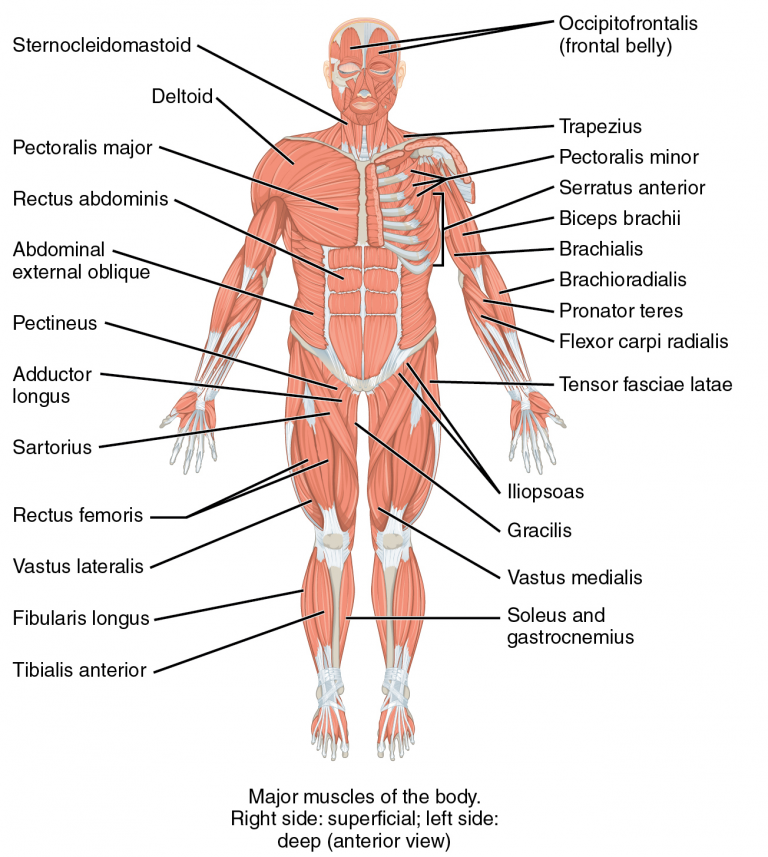 10 2 Review Of Basic Concepts Nursing Pharmacology 10-2-review-of-basic-concepts-nursing-pharmacology