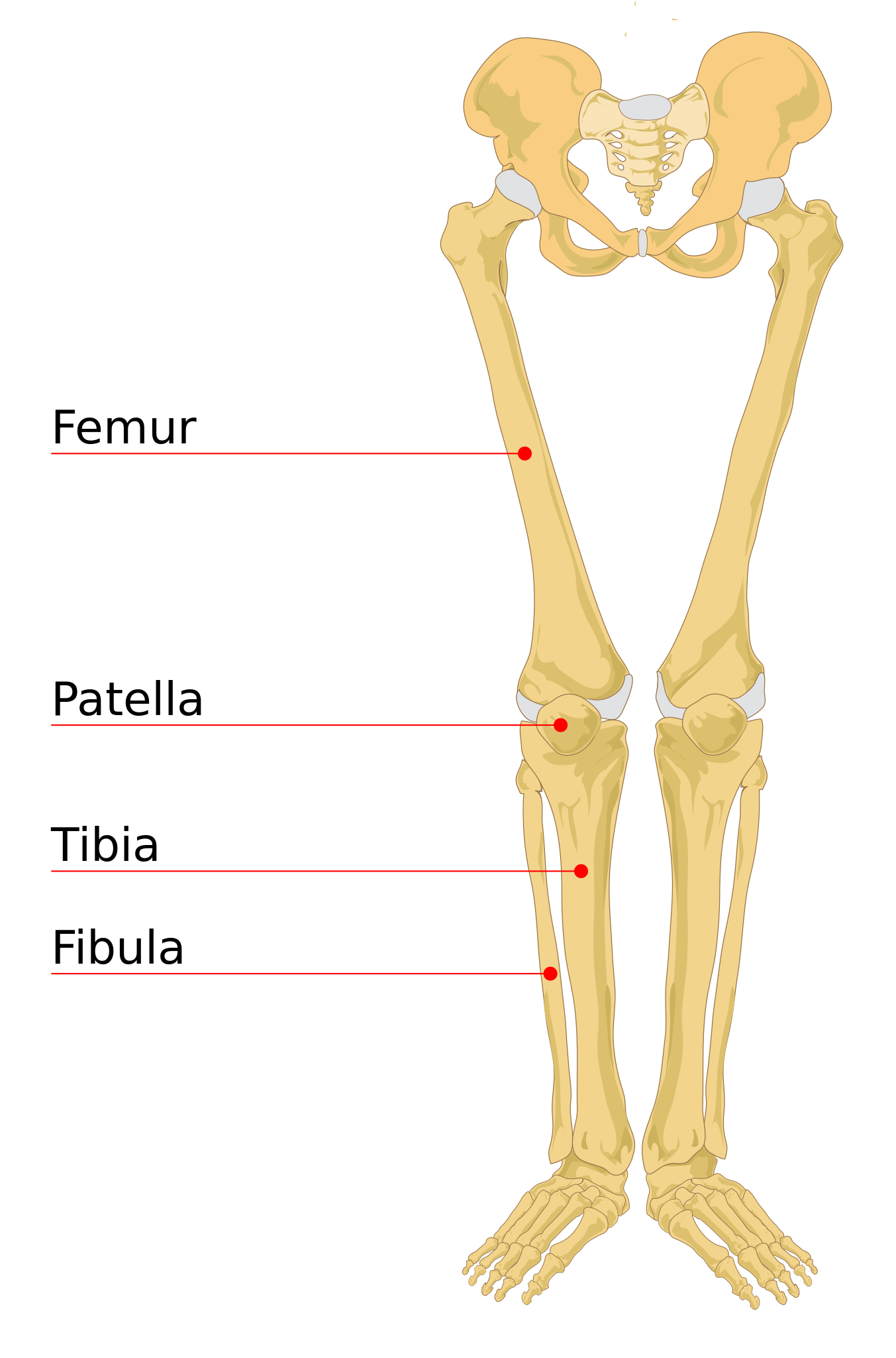 13.4 Anatomy of the Skeletal System – Medical Terminology – 2e
